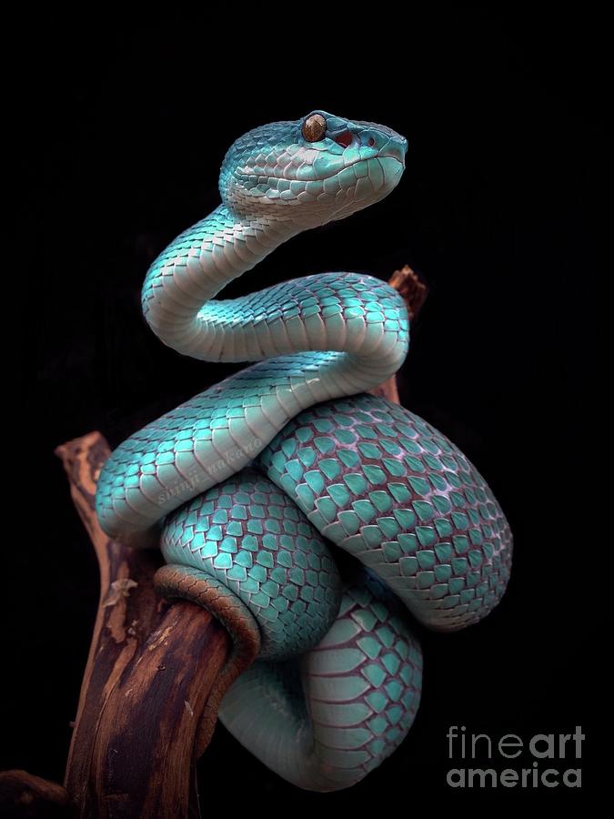 Close-up Of Blue Snake On Branch Photograph by Shinji Efendi Putra ...