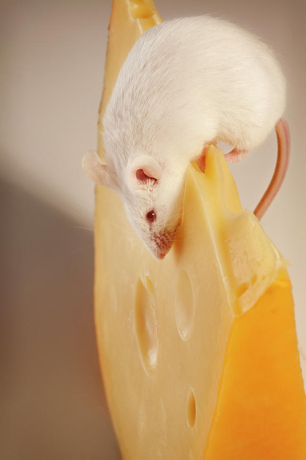 Close-up Of Rat On Cheese Photograph by Cavan Images - Fine Art America