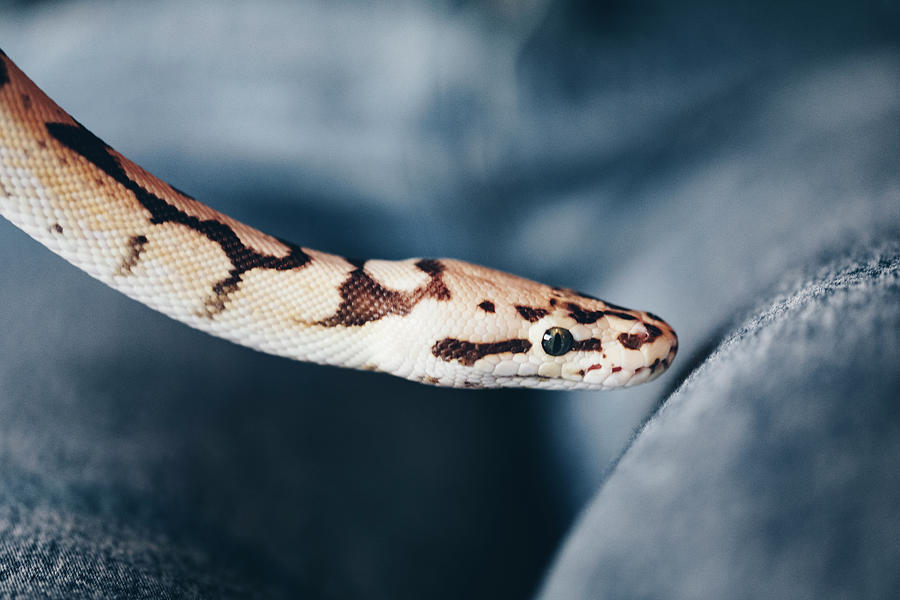 Close View Of Phyton Head And Eye With Verical Pupil On Blue ...