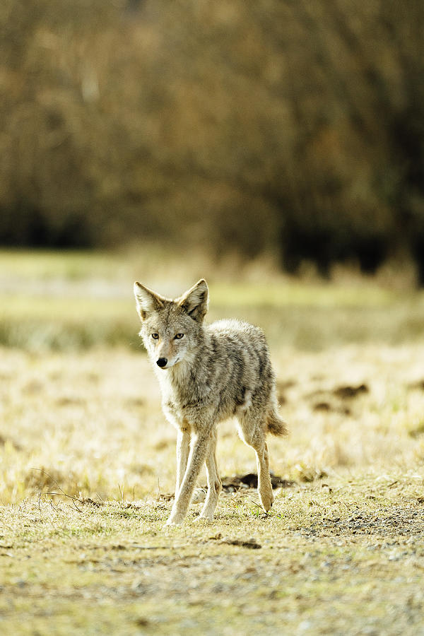 Closeup Portrait Of A Wild Coyote On A Prairie Photograph by Cavan ...