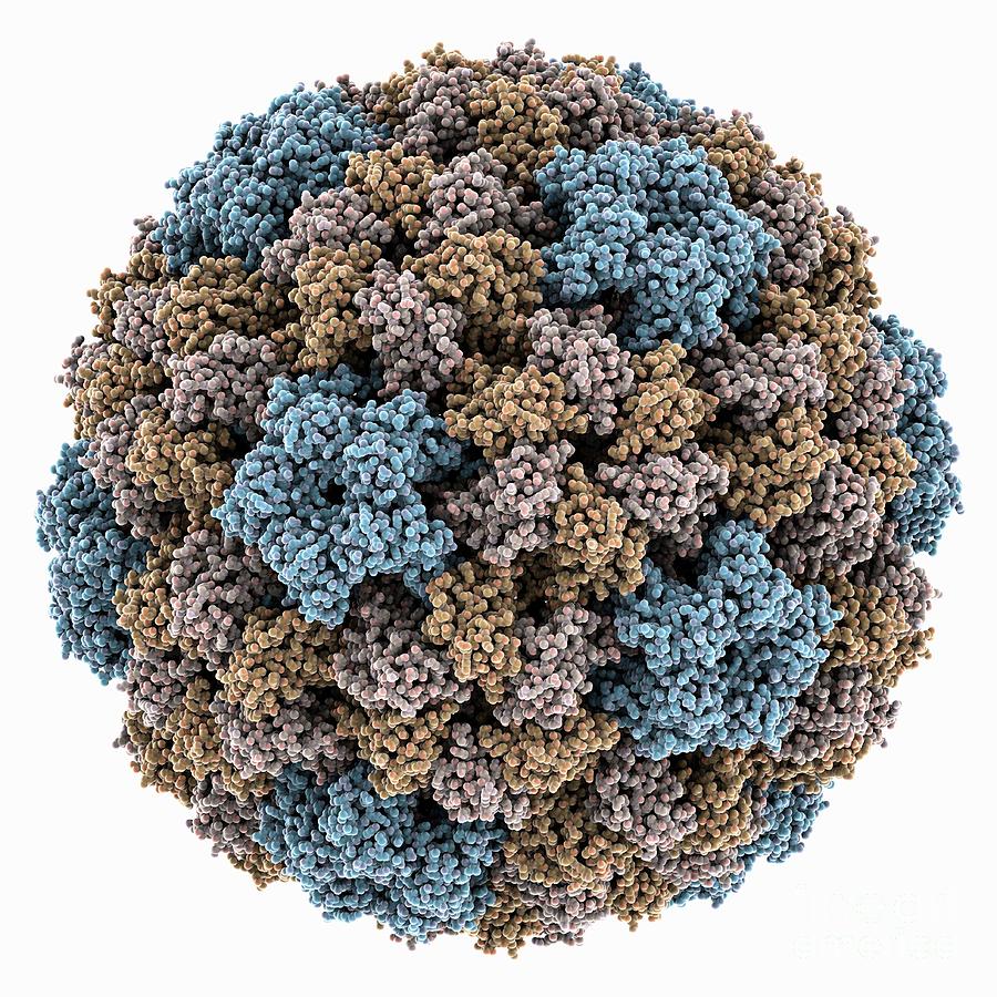 Cmv Particles With Tetanus-epitope Photograph by Laguna Design/science ...