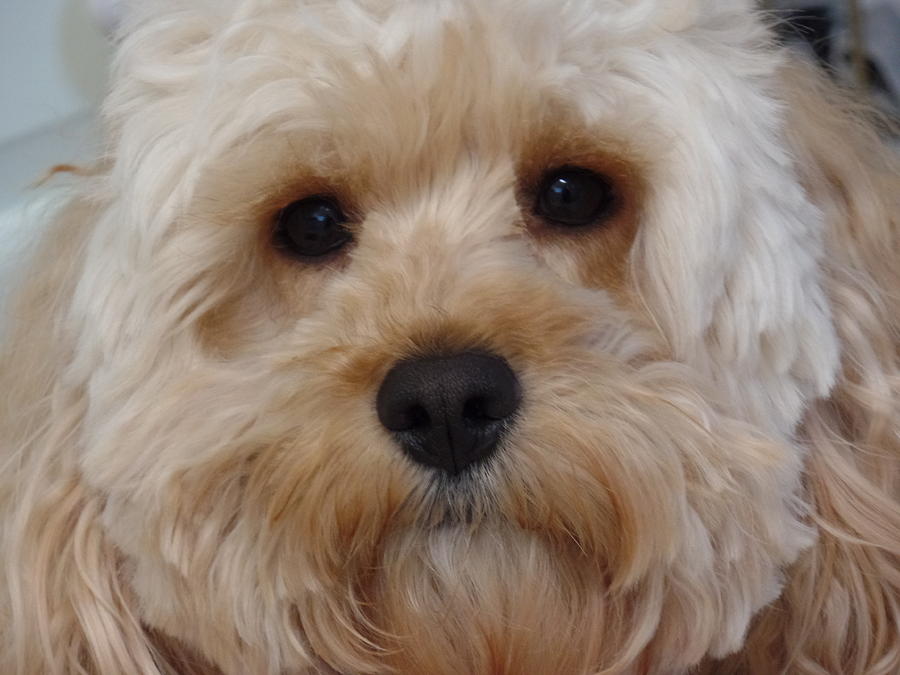 Cockapoo Head Photograph by Suzanne Moses - Pixels