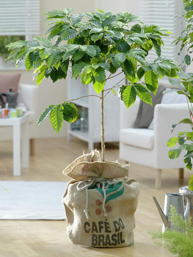 Coffea Arabica coffee Tree In The Coffee Sack Photograph by Friedrich ...