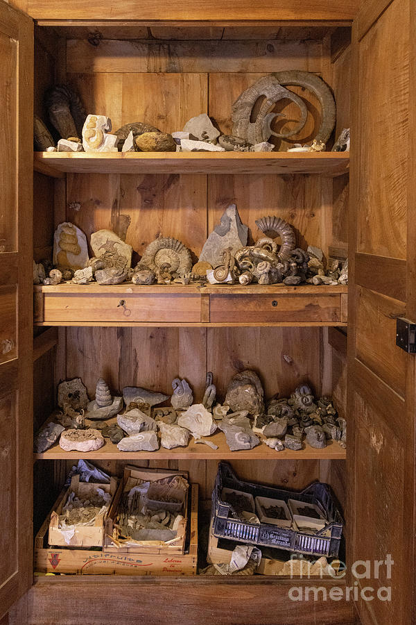 Collection Of Fossils Photograph by Pascal Goetgheluck/science Photo ...