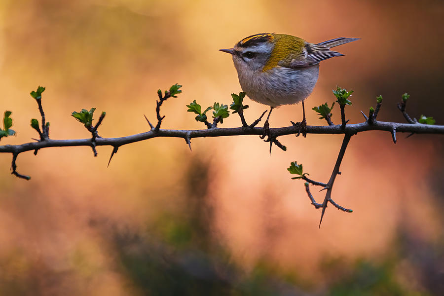 Common Firecrest Photograph by Ptu6ki - Fine Art America