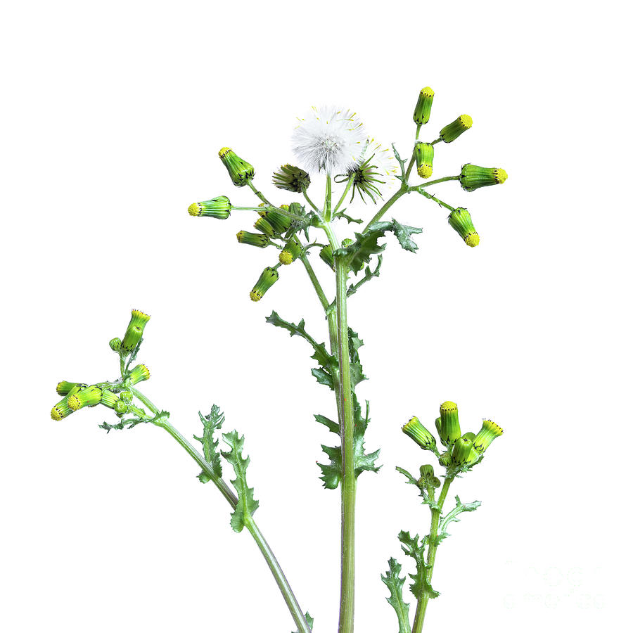 Common Groundsel (senecio Vulgaris) Photograph by Riccardo Bianchini ...