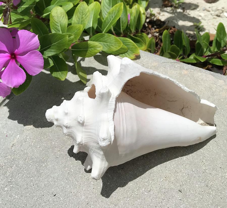 Conch shell Photograph by Nancy Ternasky - Pixels
