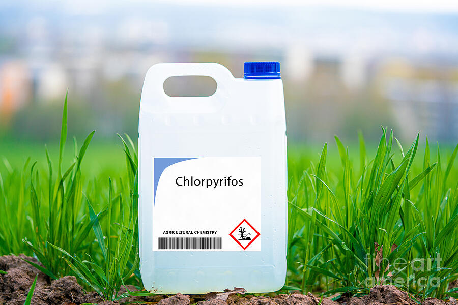 Container Of Chlorpyrifos Insecticide Photograph by Wladimir Bulgar ...