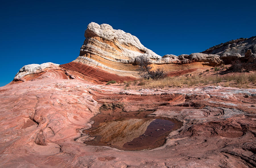 Contorted Photograph by Mark Freitag - Fine Art America