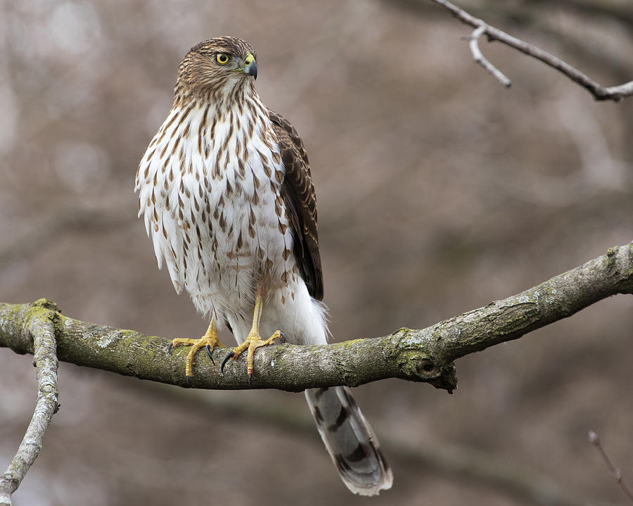 Coopers Hawk Photograph by Dan Ferrin - Fine Art America