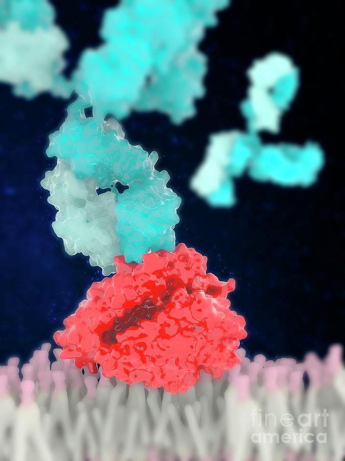 Coronavirus Host Cell Receptor With Antibodies Photograph by Ramon Andrade 3dciencia/science ...