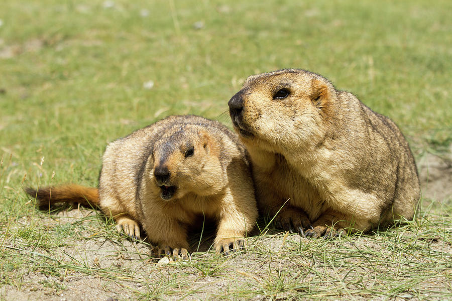 Couple of funny surprising marmots on the green grass Photograph by Oleg Ivanov - Fine Art America