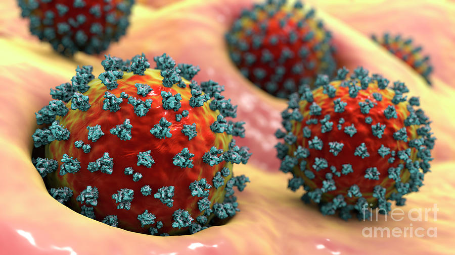 Covid-19 Coronaviruses Infecting Human Cells Photograph by Kateryna Kon/science Photo Library ...