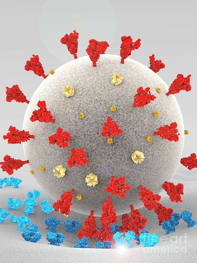 Covid-19 Virus Binding To Receptors Photograph by Ramon Andrade 3dciencia/science Photo Library ...