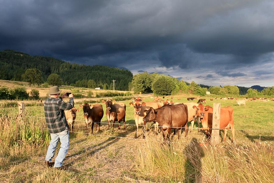 Cow Snap Photograph by Dani Keating | Fine Art America