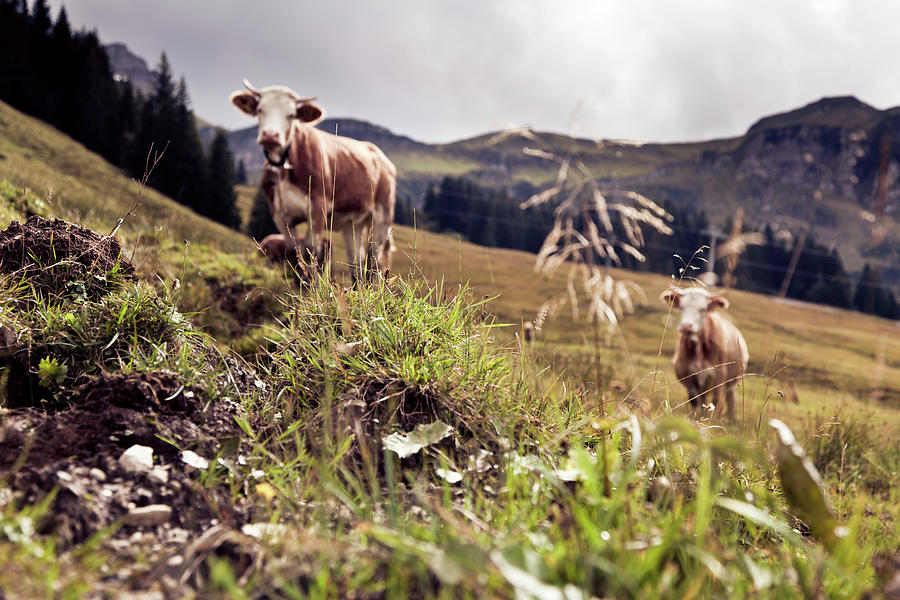 Cows On An Alpine Pasture Photograph by Nullplus - Fine Art America
