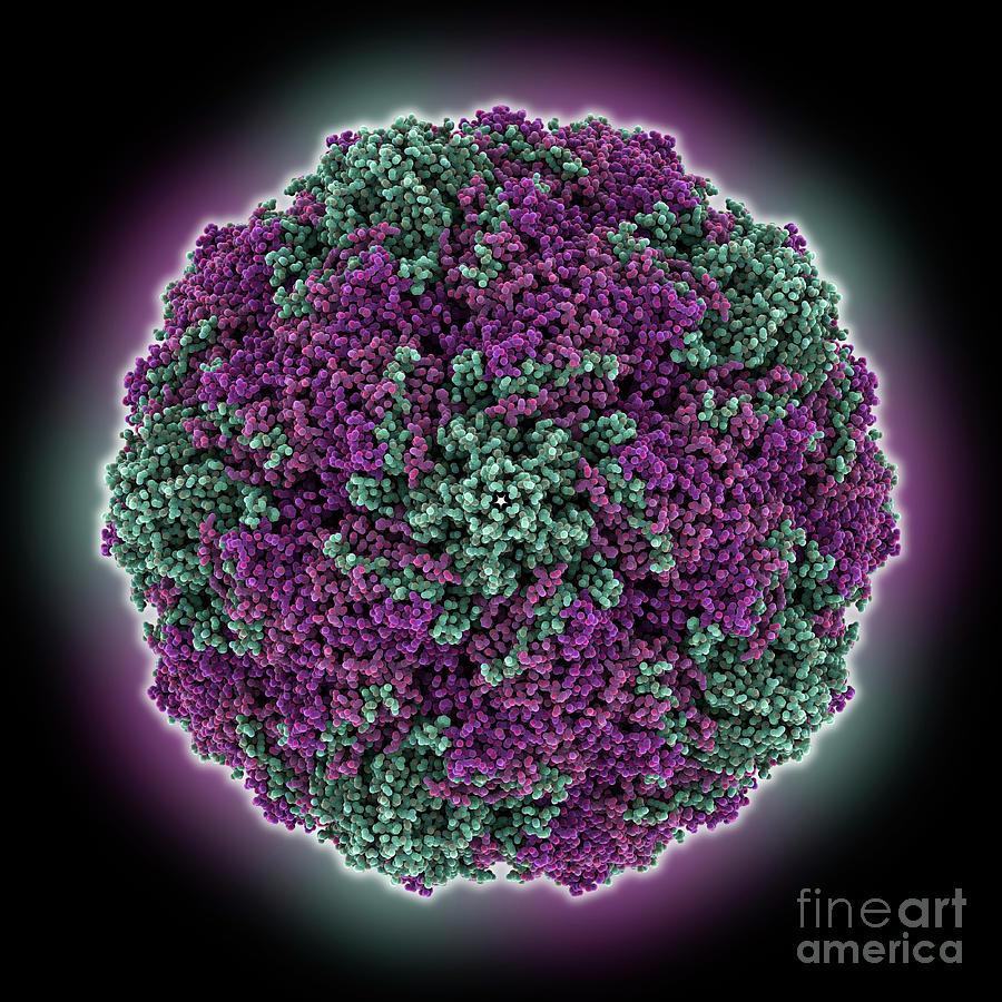 Coxsackievirus 5 Capsid Photograph by Science Photo Library - Pixels Merch