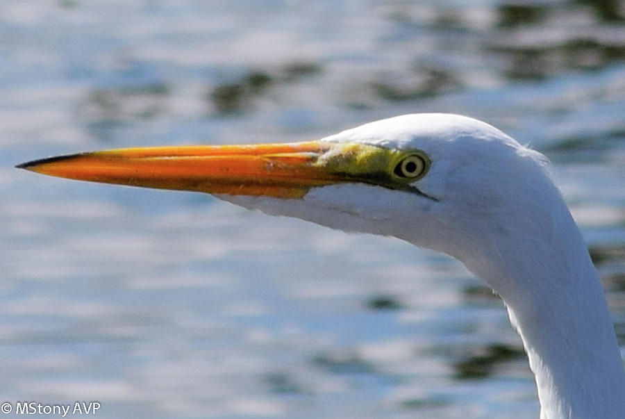 Crane Photograph by Mark Stonecipher - Pixels
