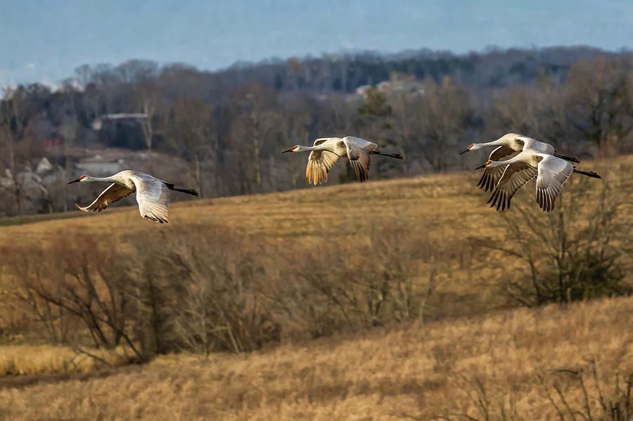 Cranes in Flight Photograph by Steven Ware - Fine Art America