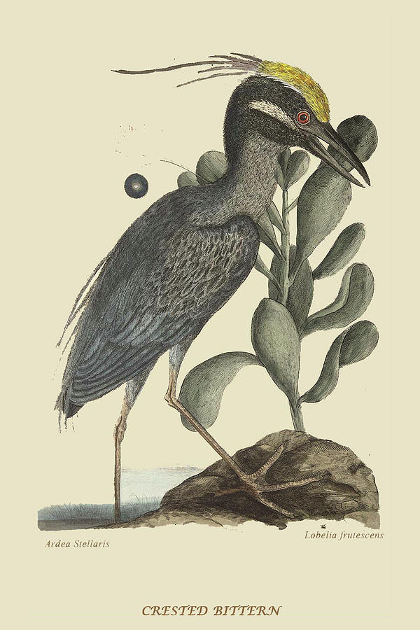 Crested Bittern Painting by Mark Catesby - Fine Art America