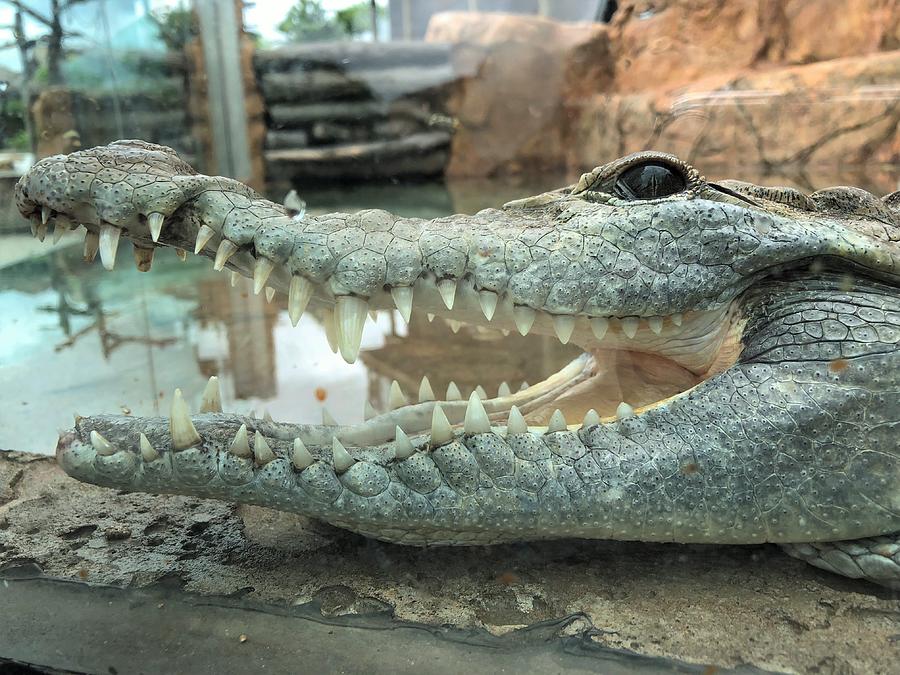Croc Photograph by Lauren Strader - Fine Art America