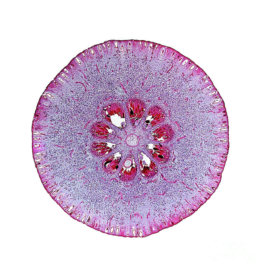 Cross-section Through A Lemon by Science Photo Library