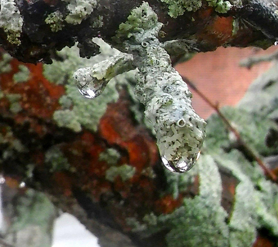 Crying Tree Photograph by Martin Stepalavich - Fine Art America