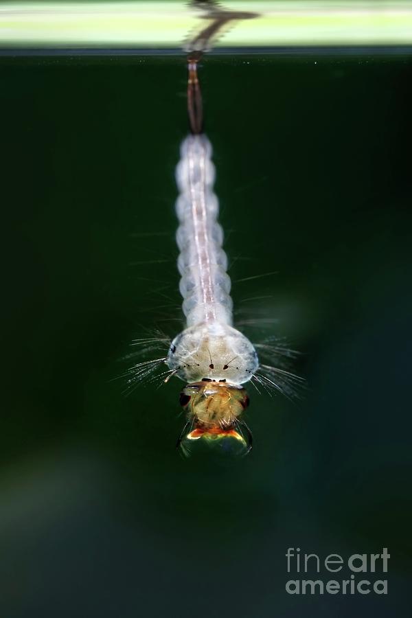 Culex Quinquefasciatus Mosquito Larva Photograph by Ird/vectopole Sud/patrick Landmann/science ...