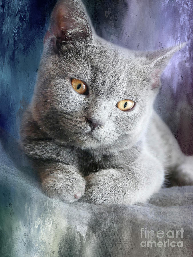 Cute Chartreux Kitten Photograph by Elisabeth Lucas - Fine Art America
