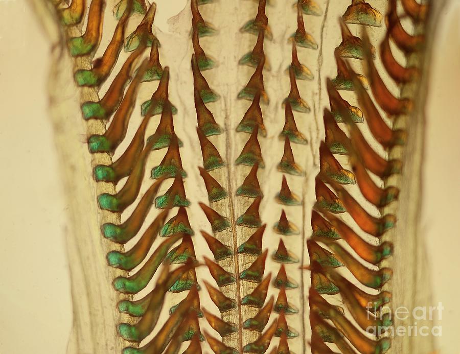 Cuttlefish Palate by Science Photo Library