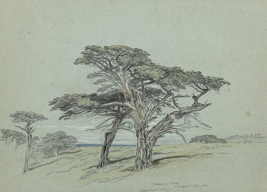 Cypress Trees, Cypress Point Drawing by Samuel Colman | Fine Art America