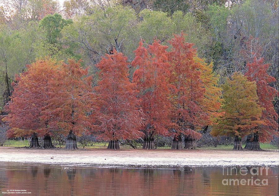 Cypress Trees in Their Fall Colors Photograph by Bobbie Moller - Pixels