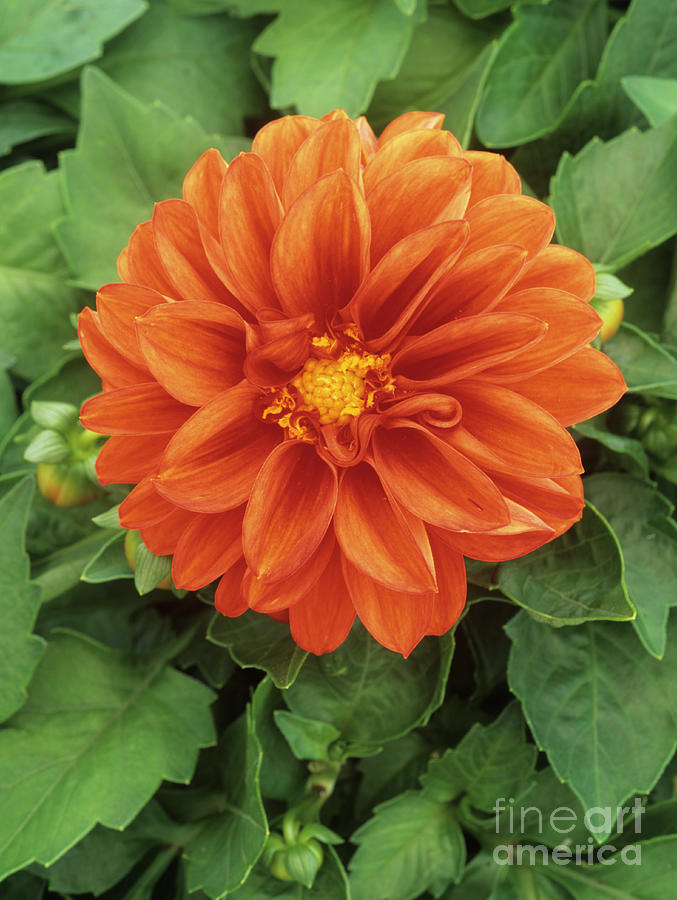 Dahlia Dahlietta 'simone' Photograph by Geoff Kidd/science Photo Library - Fine Art America