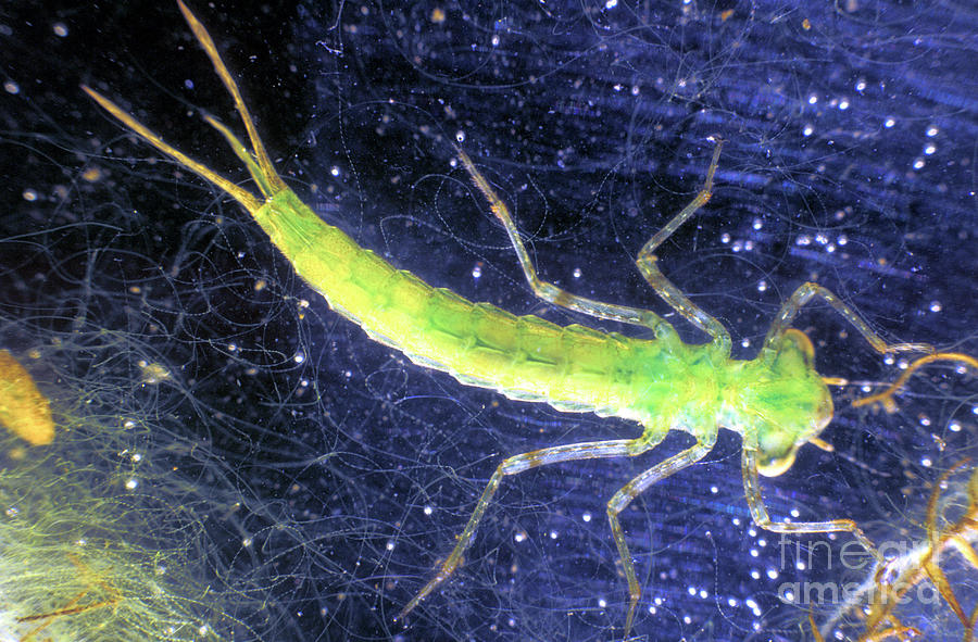 Damselfy Nymph Photograph by Dr Keith Wheeler/science Photo Library ...