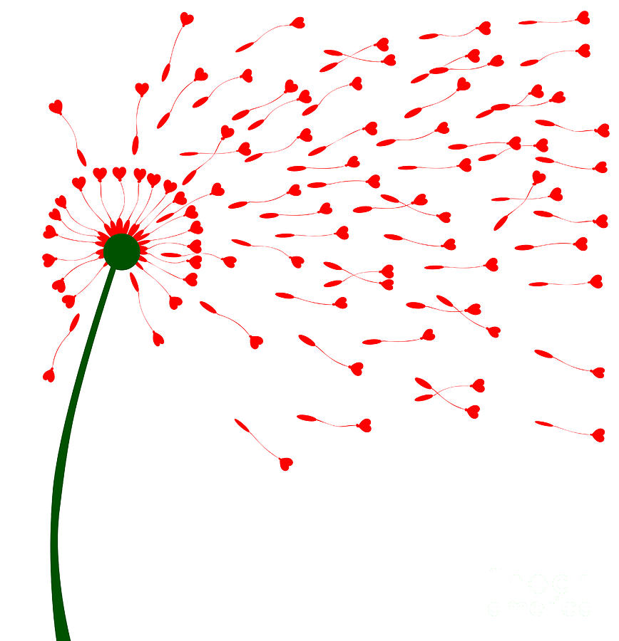 Dandelion Heart Seeds Photograph By Bigalbaloo Stock Fine Art America