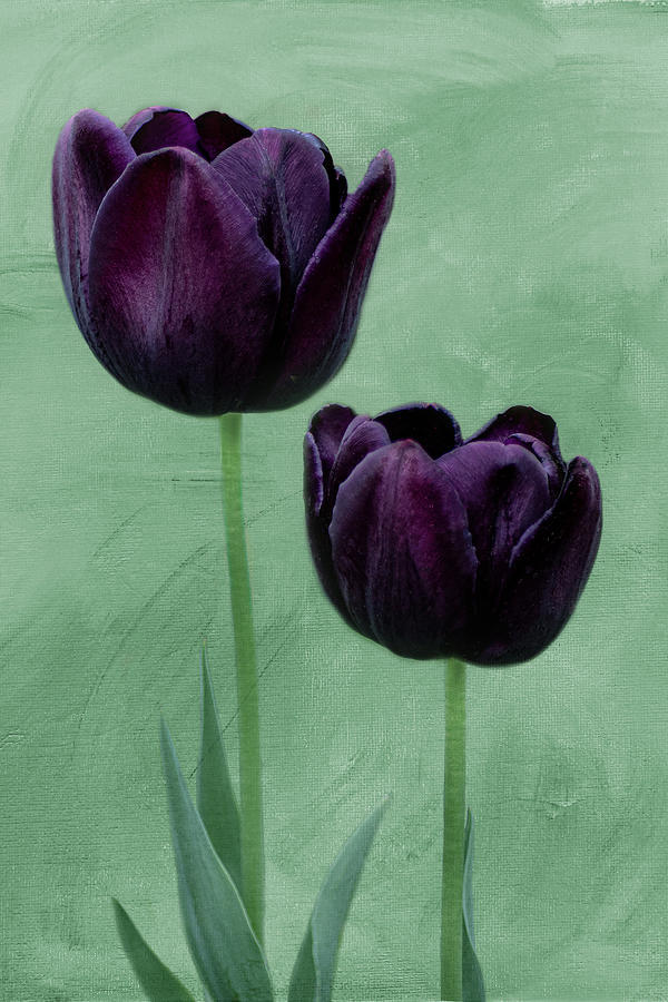 Deep Purple Tulip Photograph by Isabela and Skender Cocoli - Pixels