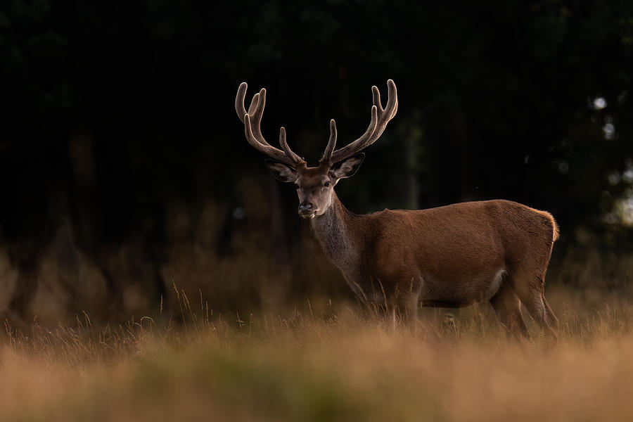 Deer In Sunset Photograph by Knut Saglien - Fine Art America