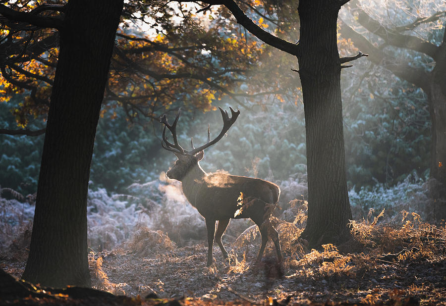 Deer Light Photograph by Andreea Selagea - Fine Art America