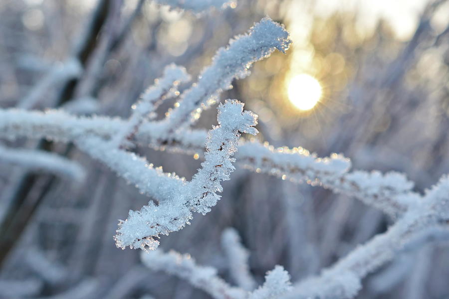 Delicate frost crystals illuminated by the golden light of the low ...