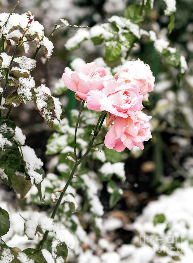 Delicate pink roses in a flower bed covered with fresh snow Photograph ...