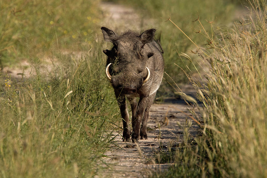 Desert Warthog Photograph by David Hosking - Fine Art America