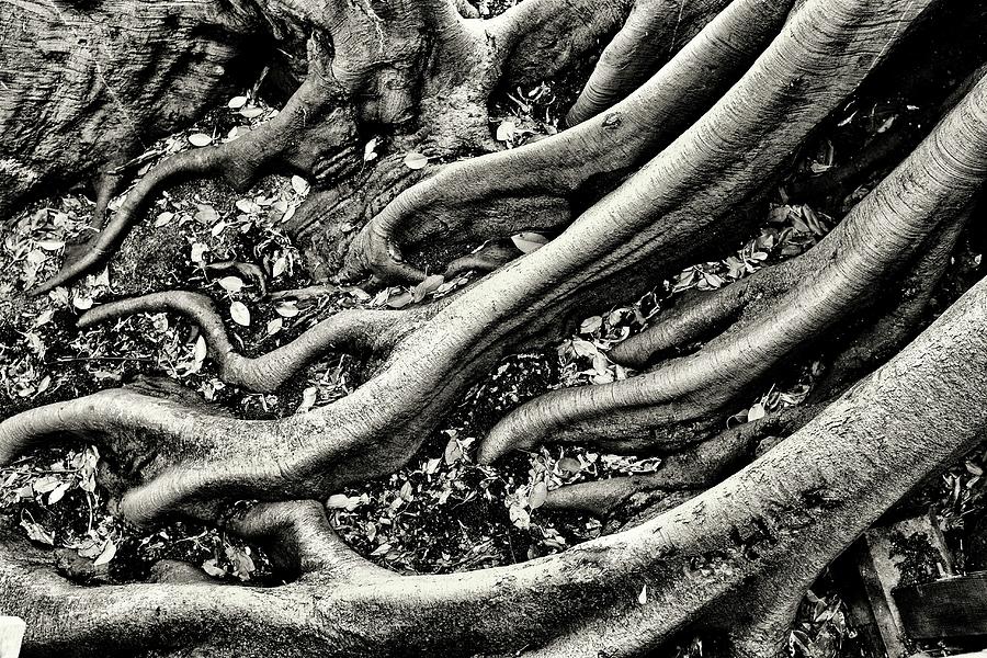 Detailed And Close-up View Of Fig Tree Photograph by Danny Englander ...