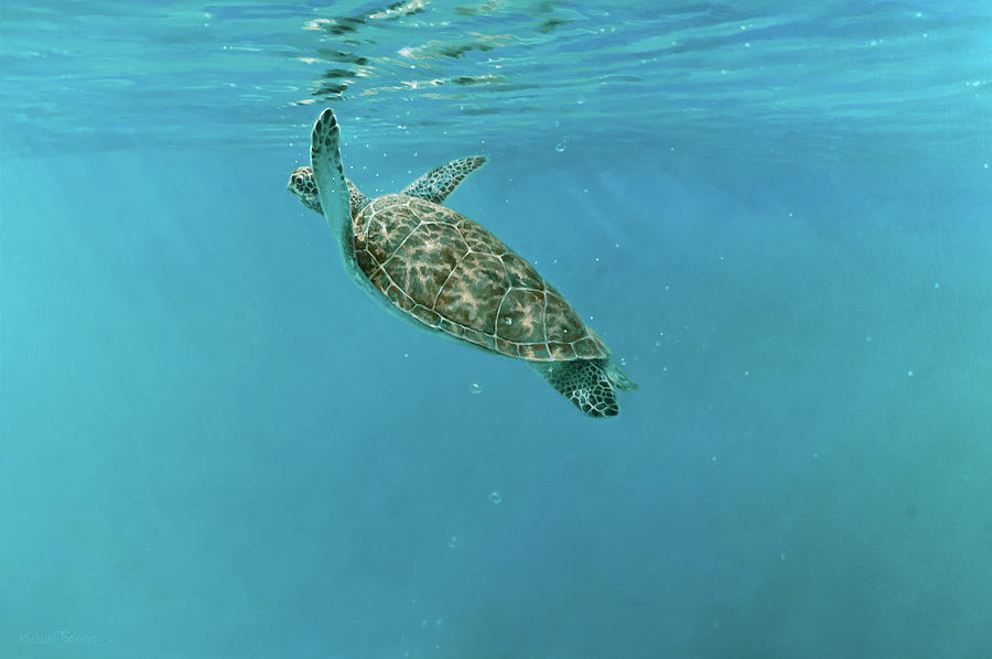 Diving Turtle Photograph by Michael Jackson - Fine Art America