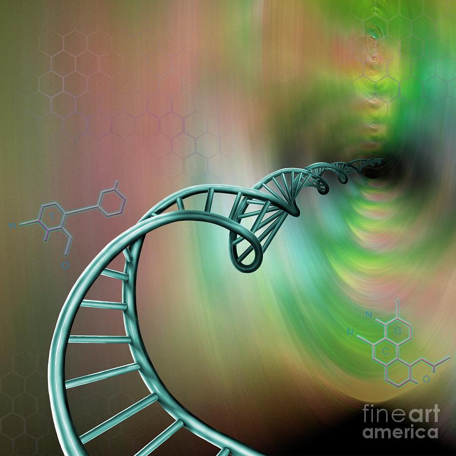 Dna Molecule Photograph by Keith Chambers/science Photo Library - Fine ...
