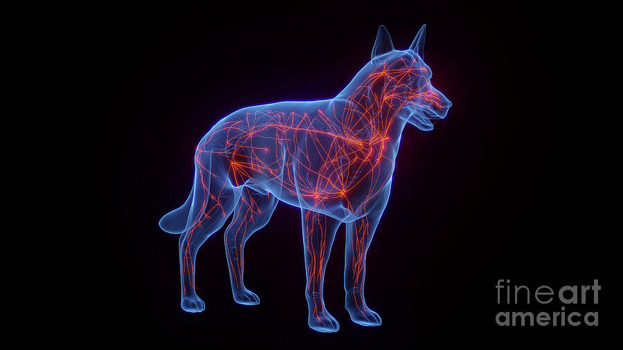 Dog's Lymphatic System by Sebastian Kaulitzki/science Photo Library