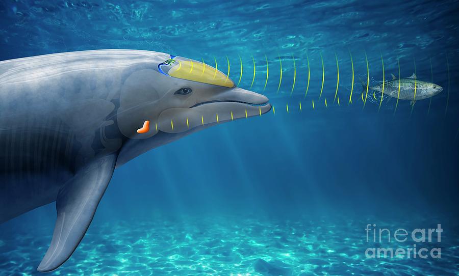 Dolphin Echolocation Photograph By Claus Lunauscience Photo Library Pixels