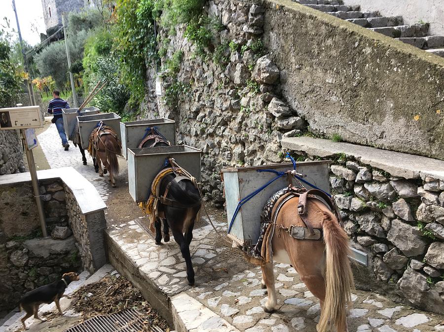 Donkey Work Train Photograph by Lary Peterson - Fine Art America