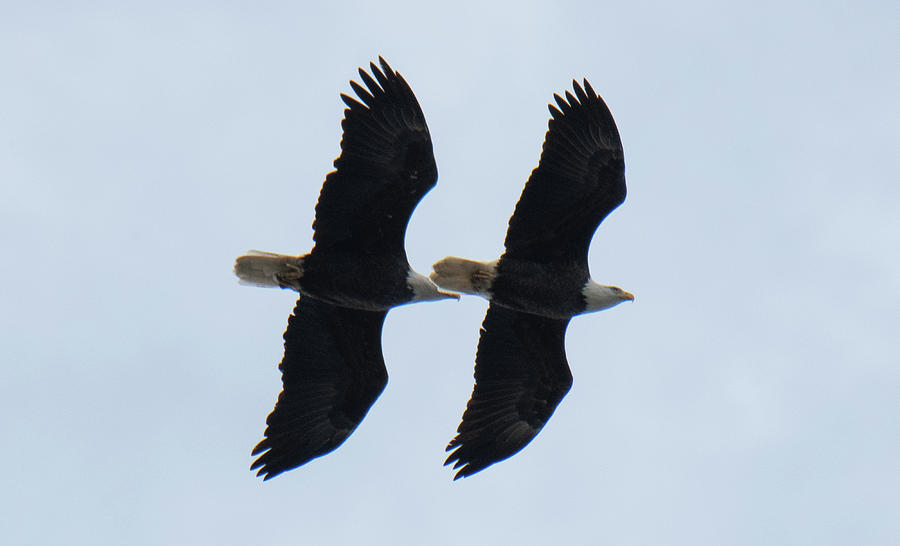 Double Eagle Photograph by Judd Nathan - Fine Art America