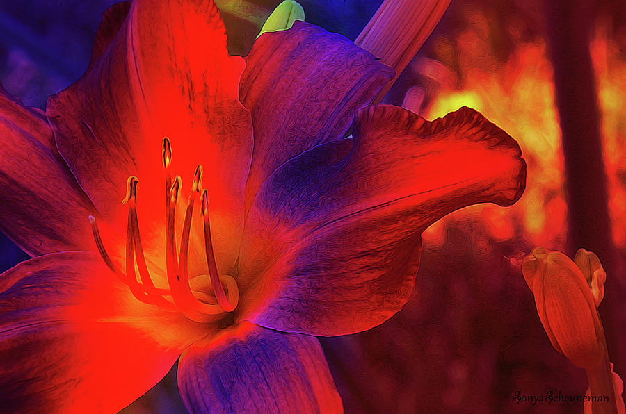 Dramatic Lily Photograph by Sonya Scheuneman - Pixels