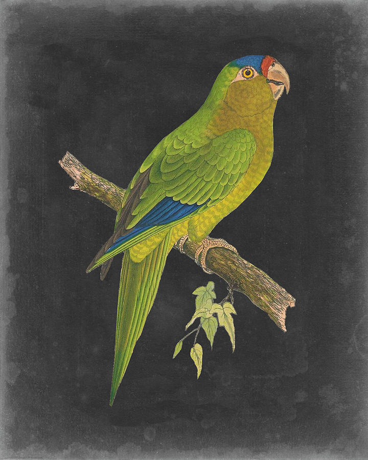 Dramatic Parrots V Painting by Vision Studio - Fine Art America